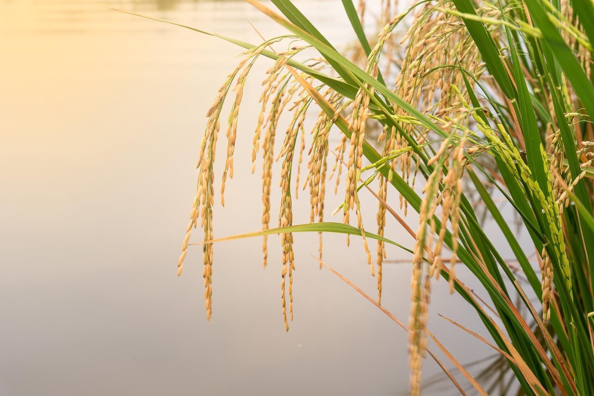 GreenLand Seeds – Production and Supply of Farm Produce Seeds in Ghana